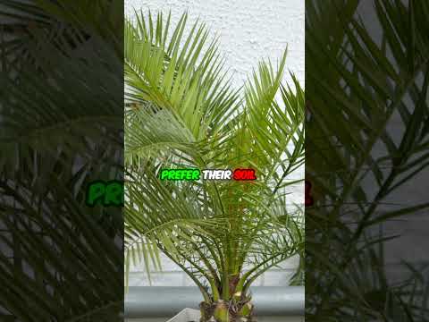 Majesty Palm Plants: A Regal Elegance for Home Transformation 🌴