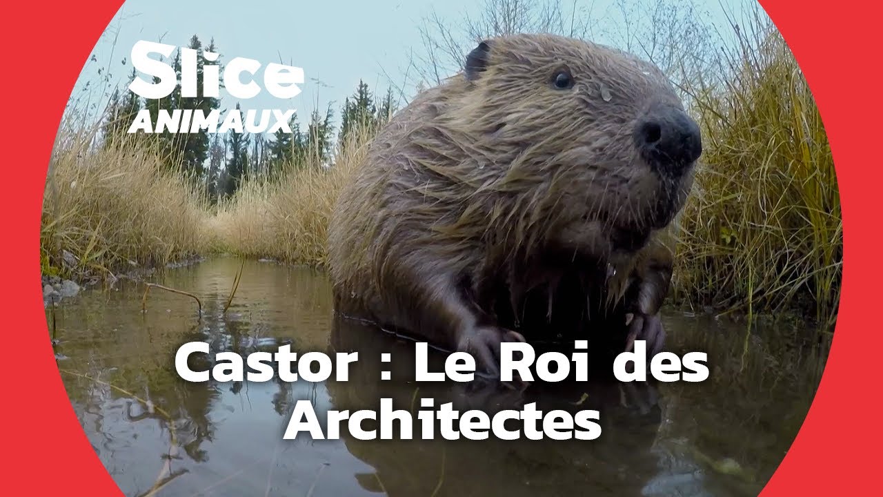 Documentaire | Comment les castors construisent-ils leur barrage