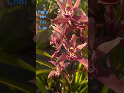 Kung Hei Fat Choi #asmrsounds #asmr #short #shorts #orchid #kungheifatchoy