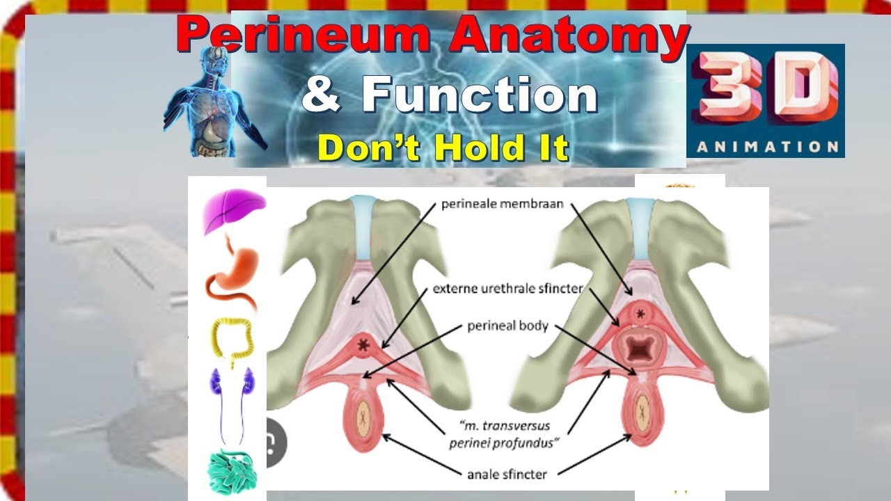 Perineum: Location, Anatomy, Function & Conditions With 3D Animation