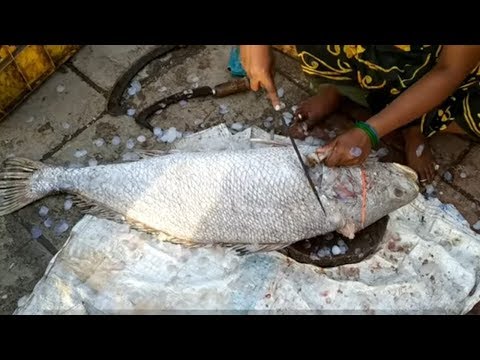 Ghol Fish - Wholesale Price & Mandi Rate for Ghol Fish in India