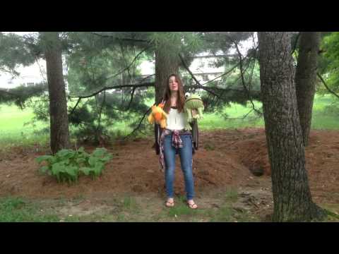 Temperate Deciduous Forest Biome