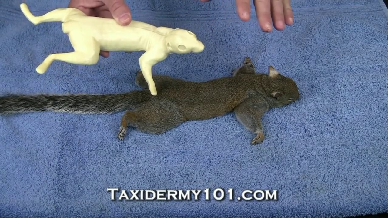 How to Taxidermy - Squirrel Taxidermy Course