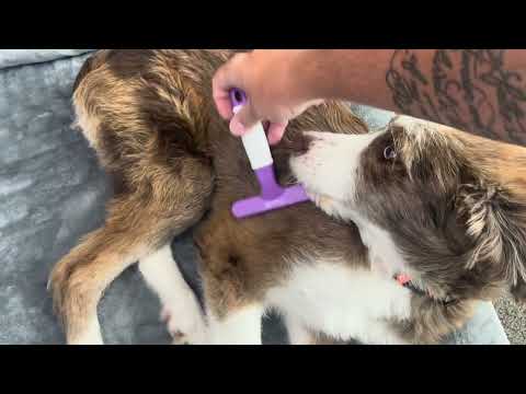 MUST WATCH before buying POODLIE Dog Grooming Rake