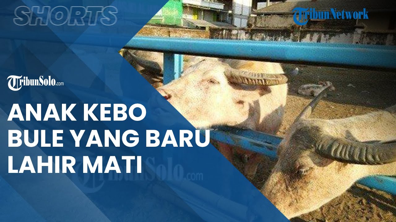 Keraton Solo Kembali Berduka, Anak Kebo Bule Keturunan Kiai Slamet yang ...