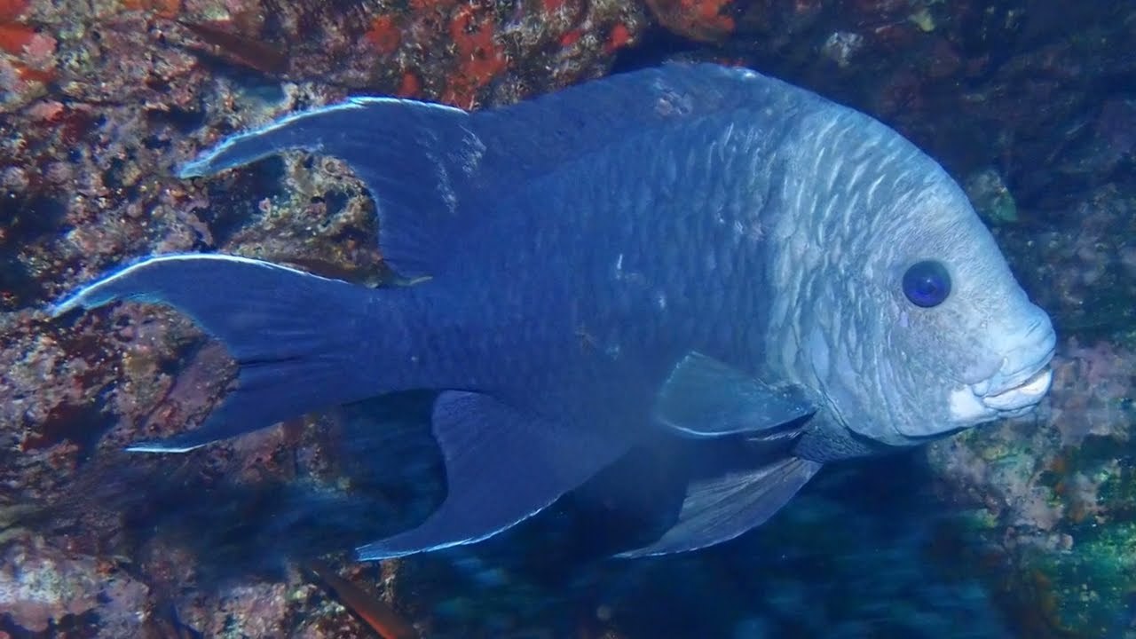 Facts: The Giant Damselfish