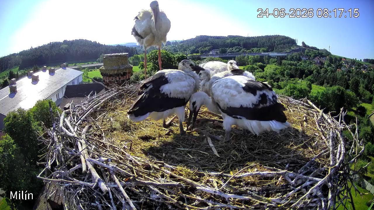 Black Stork Nest Cam at Makov - Live Webcam | GeoWebcams
