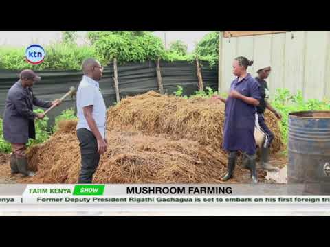 Mushroom Farming: Earn Big from a Small Space! || Farm Kenya