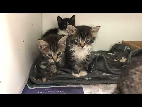 A904915, 16, 17, & 18 Ralph, Alice, Fred, & Ethel