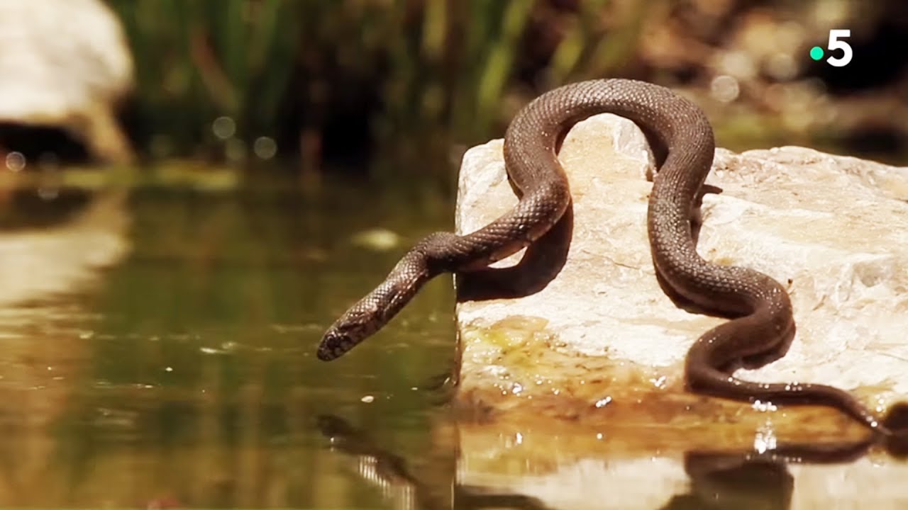 Documentaire | L’accouplement des serpents, tellement glamour