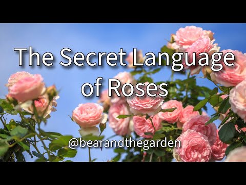 The Secret Language of Roses - Rose Colour Meanings, Folklore & Victorian Floriography