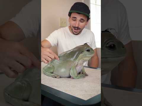 Biggest frog in the world #viral #biggest #shorts