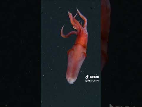 Such a distinguished gentleman! 🦑 #CephlalopodWeek #deepsea #squid