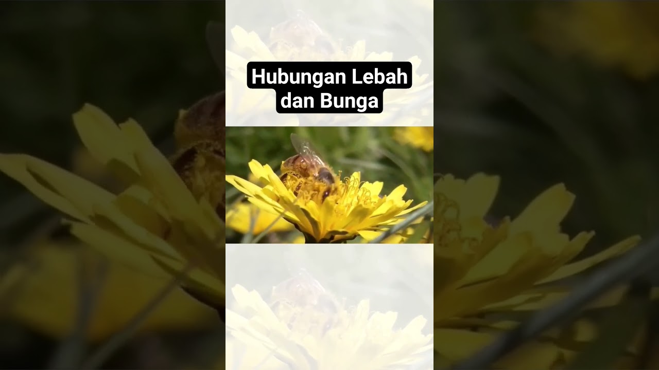 Simbiosis Mutualisme Lebah dan Bunga #shorts