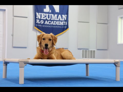 Nisse (Golden Retriever) Puppy Camp Dog Training Video Demonstration