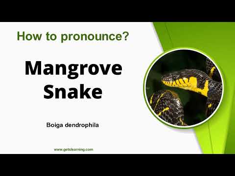 How to Say Mangrove Snake [ American Accent ]