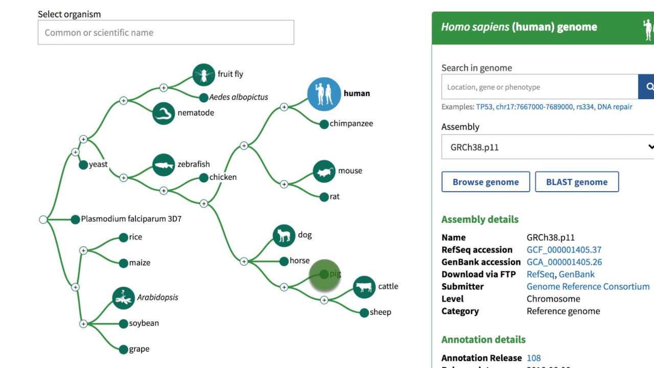 NCBI's Genome Data Viewer - Getting Started