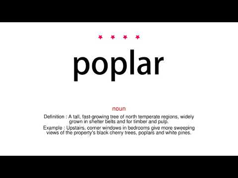 How to pronounce poplar - Vocab Today