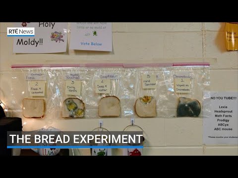 The bread experiment
