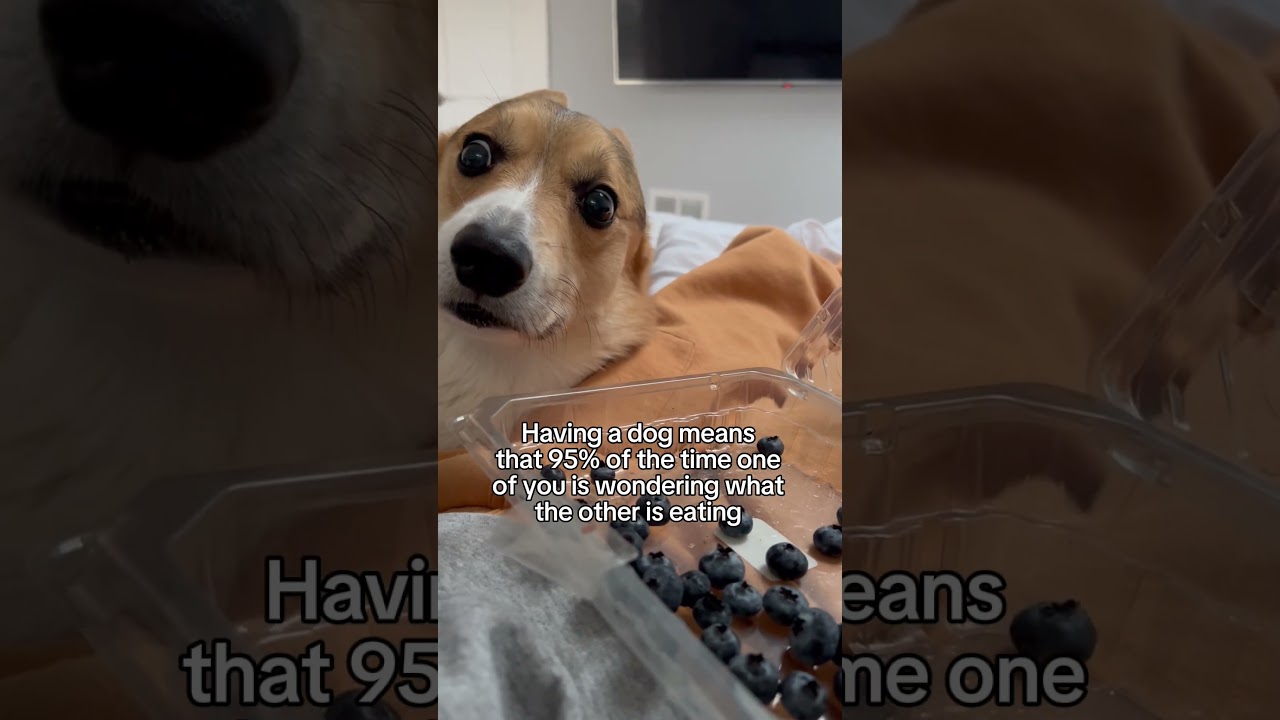 Corgi loves blueberries