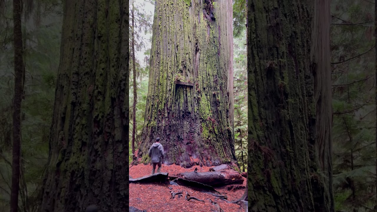 The Biggest Tree