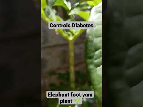 Elephant foot yam benefits #food #shorts