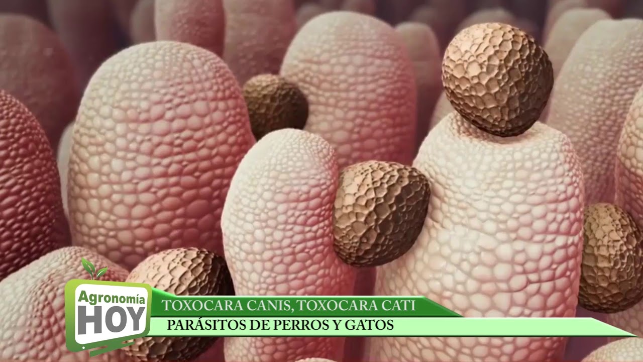 Programa Agronomía hoy 15/10/2017