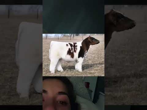 "three words: blow dried cows #WildAnimals"