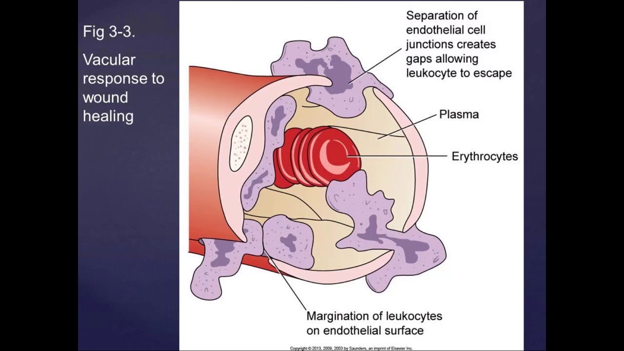 Inflammation and Tissue Healing