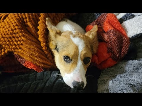 Reuben The Cardigan Corgi Merle Coat Puppy