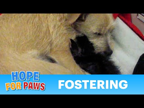 Please consider becoming a foster parent today - Please SUBSCRIBE (By Eldad Hagar) #hope