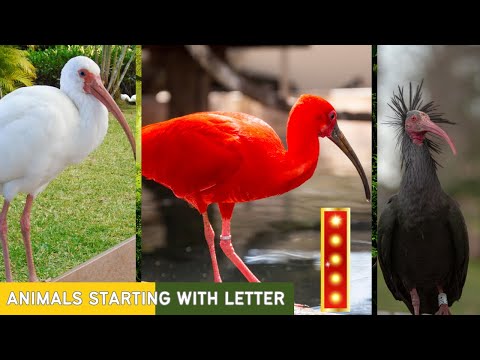 Animals Starting with Letter I