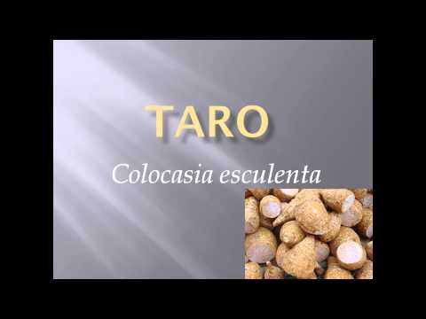 Pronunciation, Picture and Scientific name of vegetable TARO