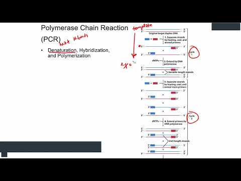 4375 - Summer 2025 - Nucleic Acids LO5