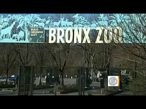 Bronx Zoo director on cobra: "She's a tough snake"