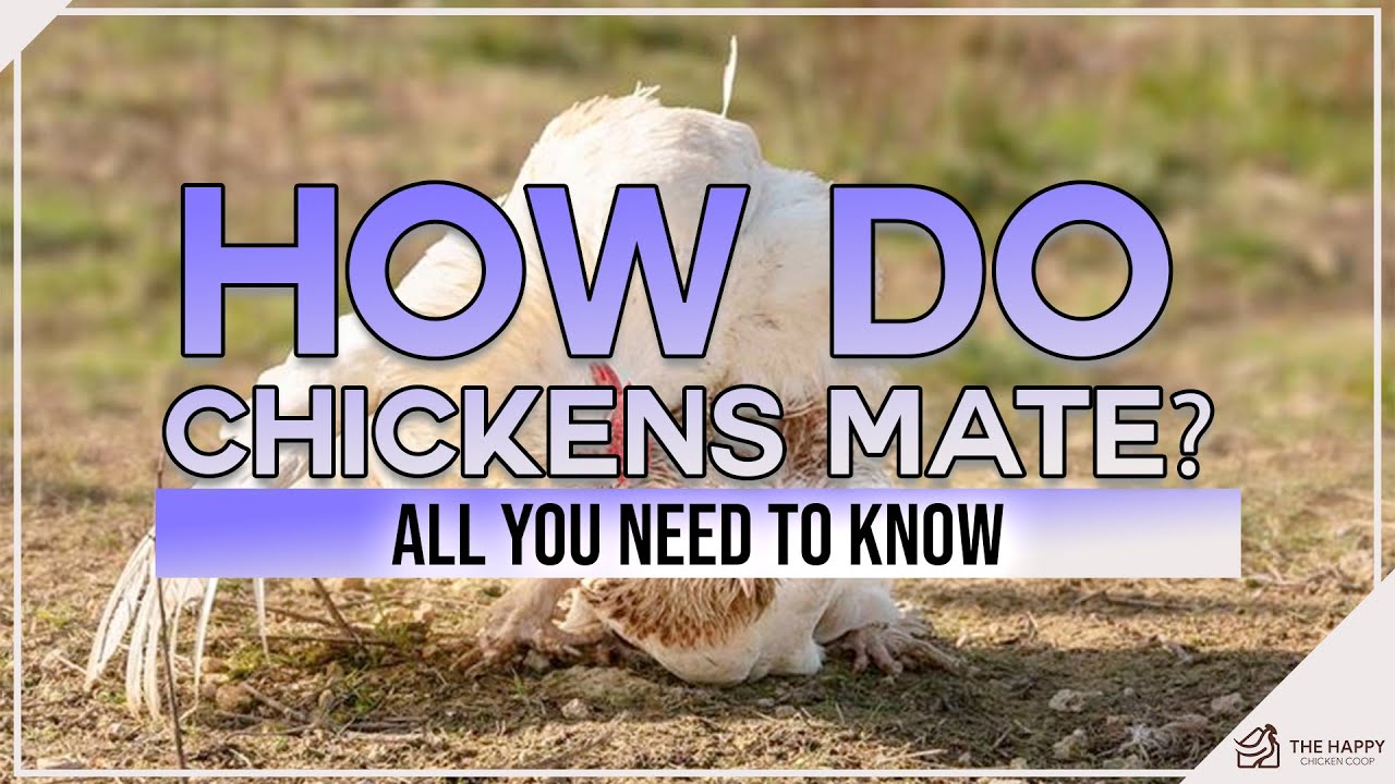 How Do Chickens Mate  All You Need To Know