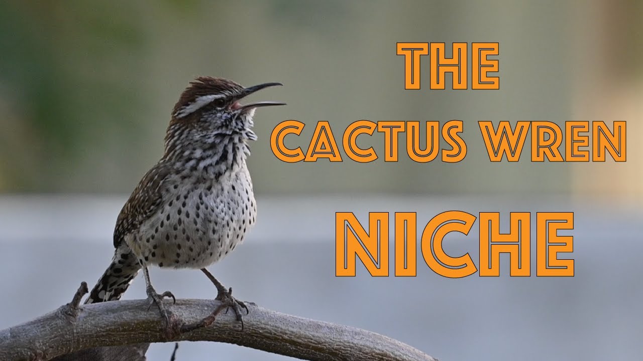 The Cactus Wren Niche