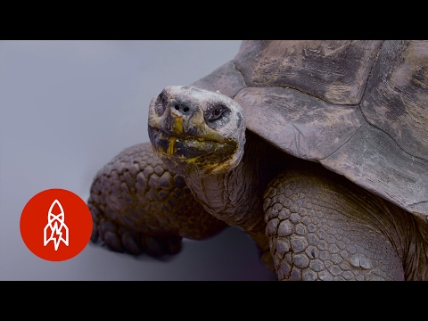 The Galapagos Giant Tortoise on a Comeback