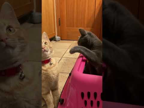 Video of adoptable pet named Gainsborough