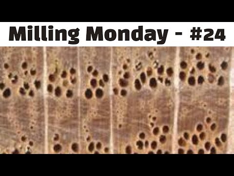 Milling Monday #24 | Gaining Wood Species Knowledge