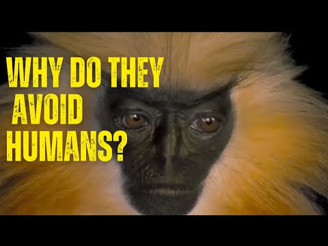 Why do Golden Langurs avoid humans