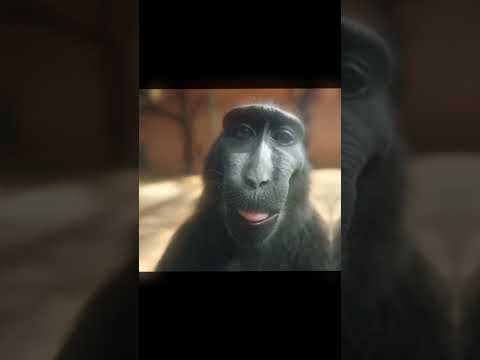 Max rizz monkey #monkey #rizz