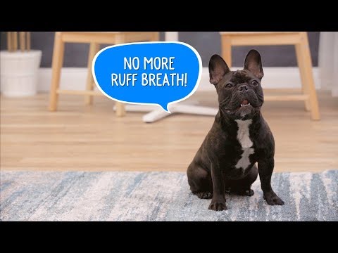 PetsPrefer Supplements For Dogs | Chewy