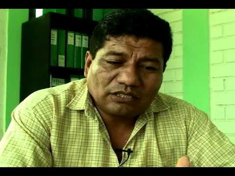 Banano orgánico de Querecotillo para el mundo | El boletín del Comercio ...