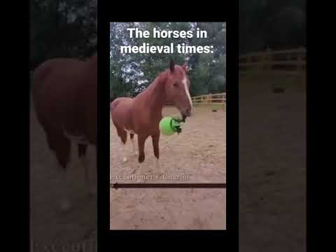 Horses in 2022 vs horses in medieval times