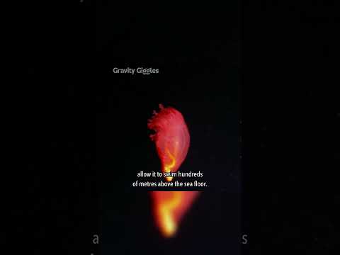 Deep-Sea Sea Cucumbers: Mysterious Echinoderms of the Abyssal Zone
