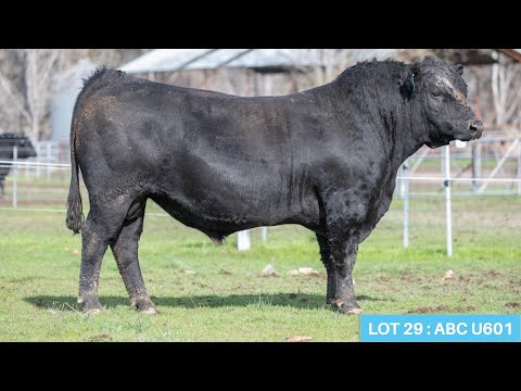 Cattle for Sale | AuctionsPlus's Upcoming Cattle Sales Near Me