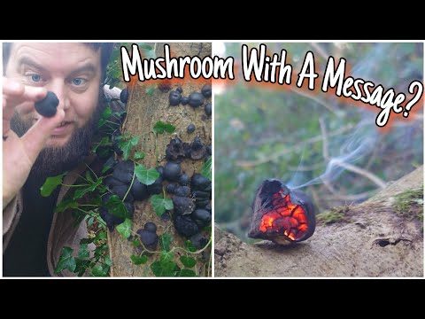 The Fire Fungi 🔥 King Alfred's Cakes (Daldinia Concentrica)