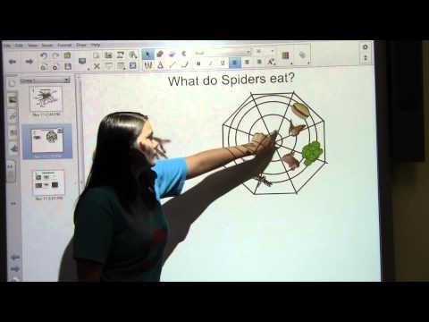 Smartboard Lesson | Spiders: The Friends You Never Knew You Had