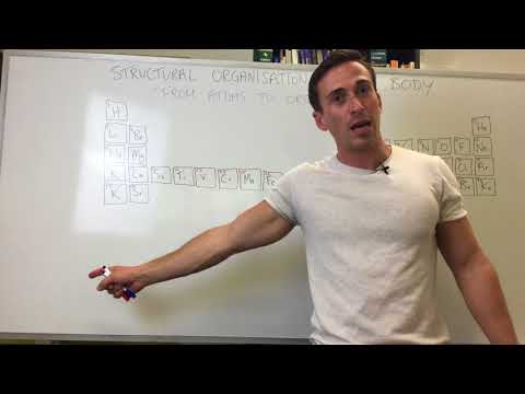 Structural organisation of the body (Atoms to Organisms)